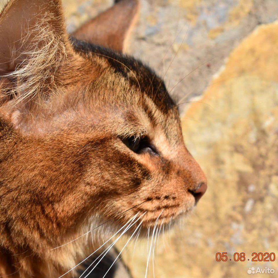 Сомалийская порода