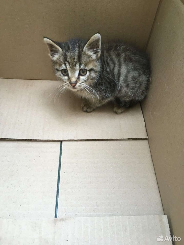Котик