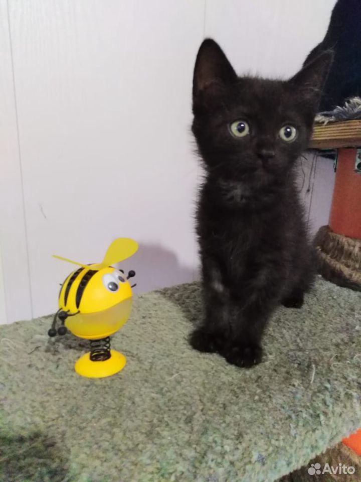 Котенок девочка черная