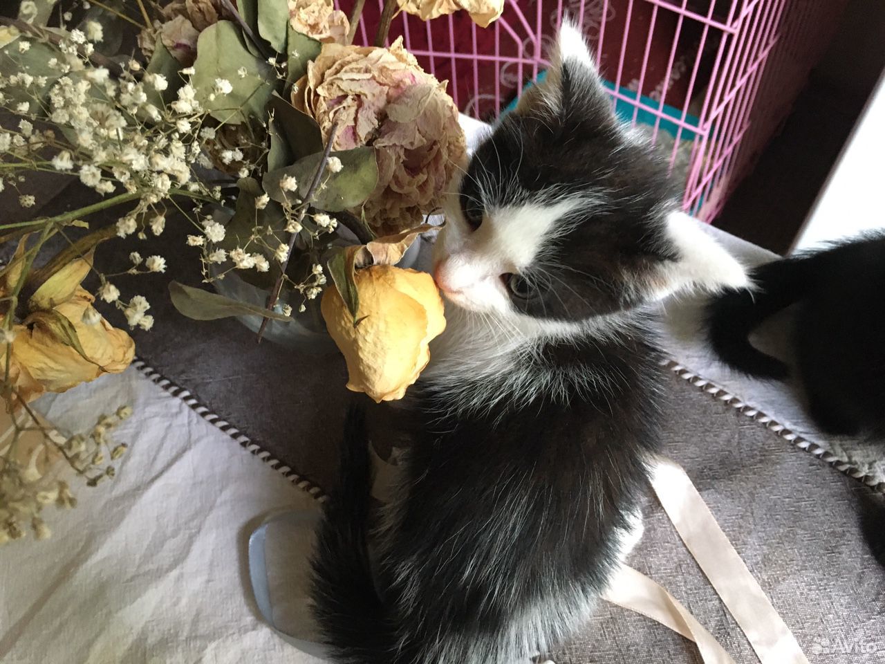 Котята двухмесячные