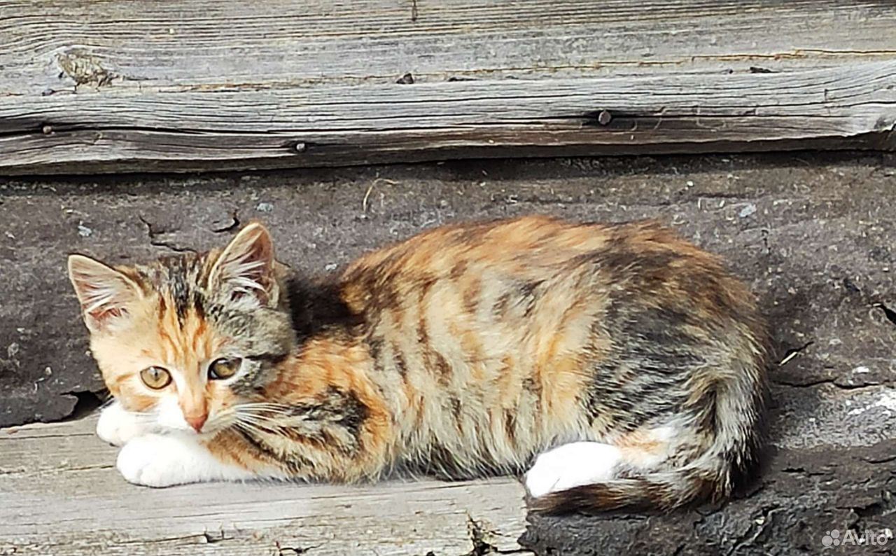 Кошечка, многоцветная, 3мес