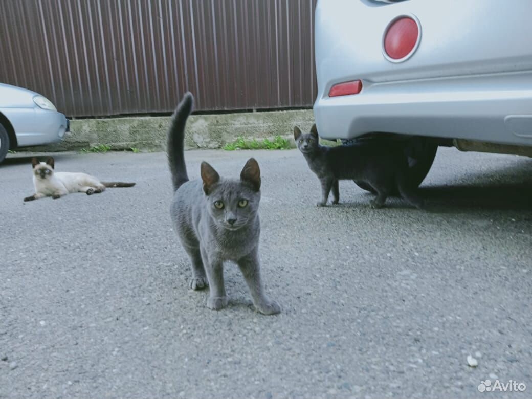 Отдам котят