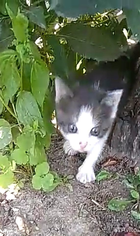 Котенок в добрые руки