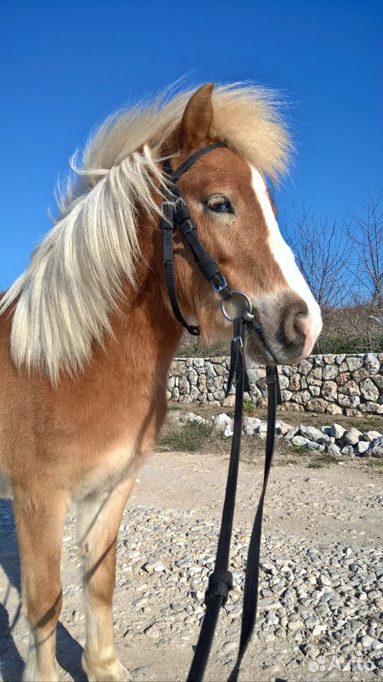 Пони, обмен