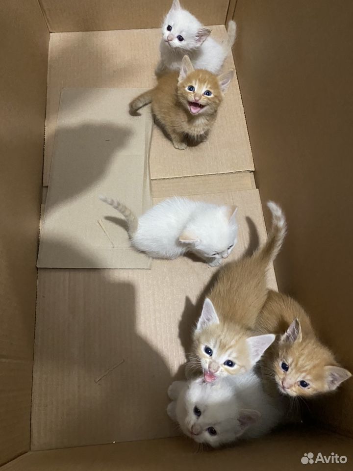 Котята в добрые руки