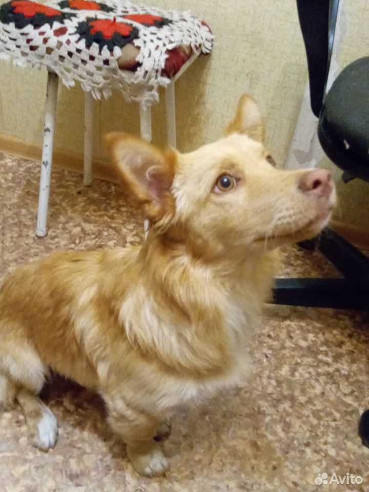 Самый красивый щенок