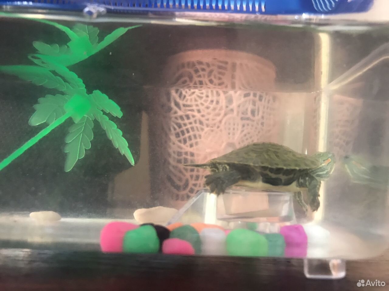 Отдам черепаху