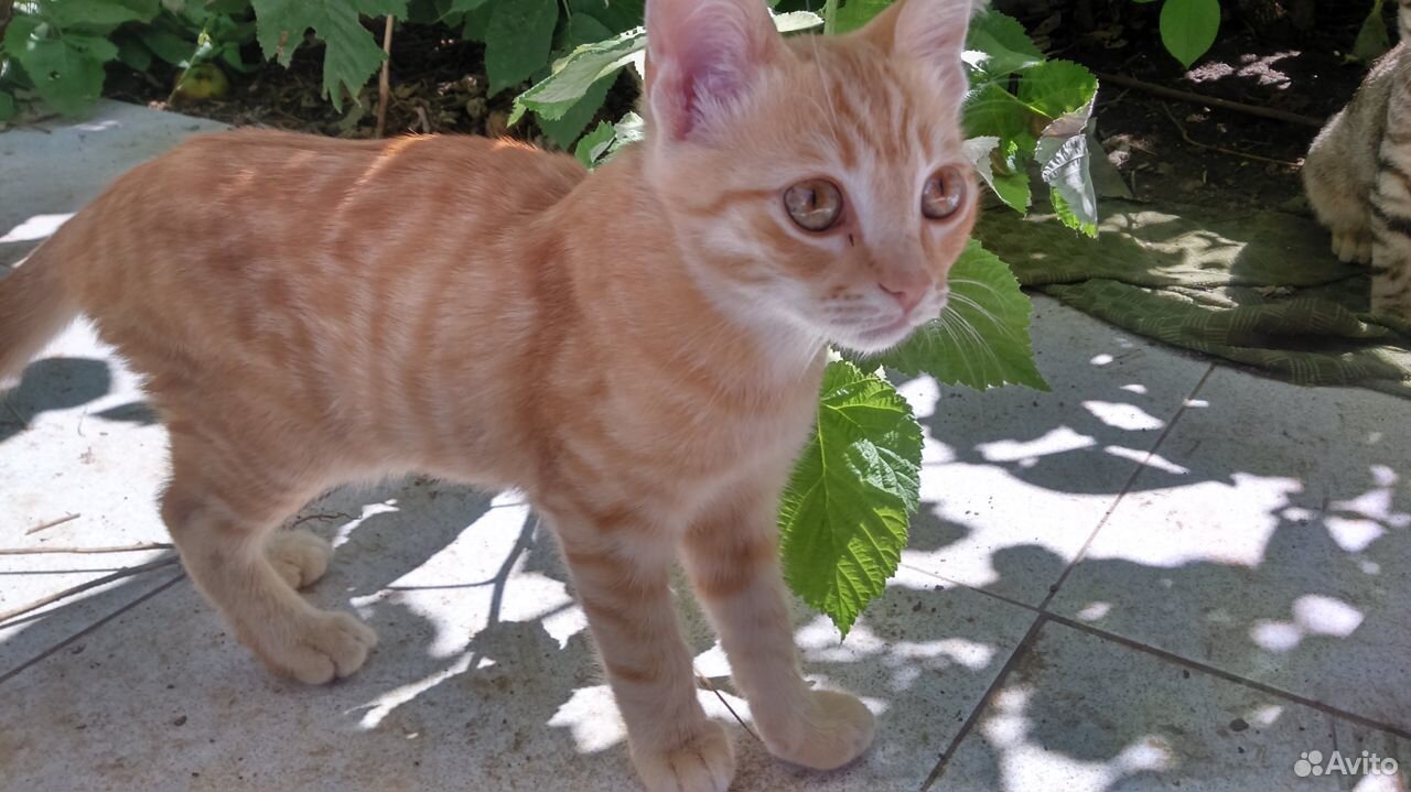 Котята скотиш-страйт