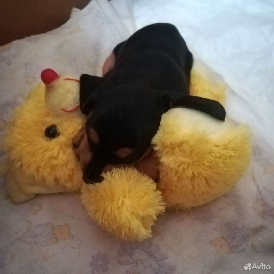 Таксёныши, 2 девочки