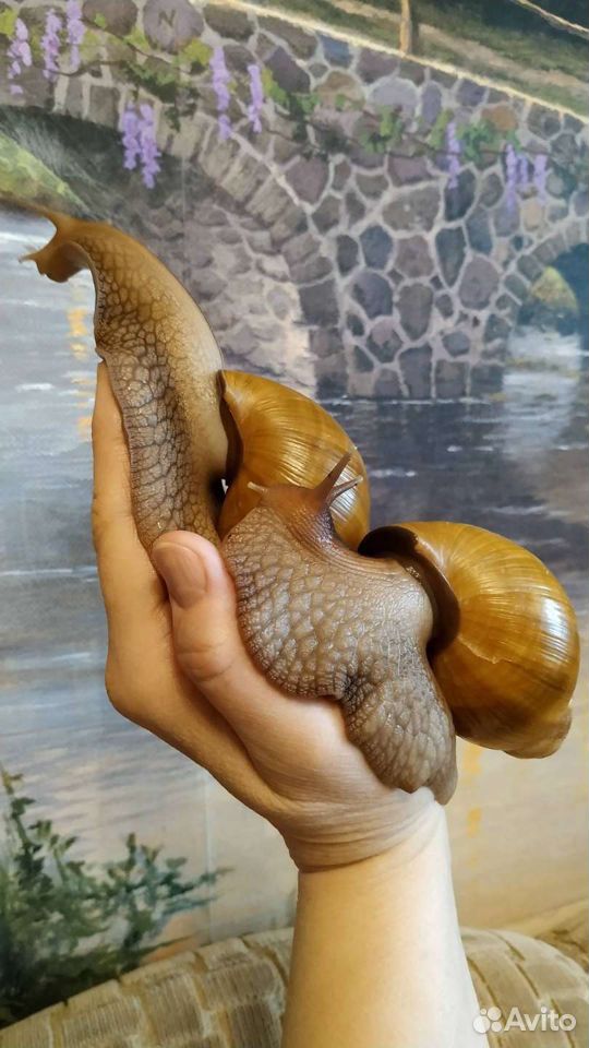 Ахатины улитки