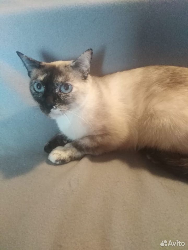 Тайская девочка ищет дом