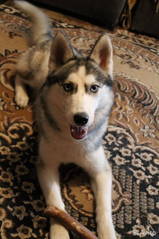 Продам щенка хаски