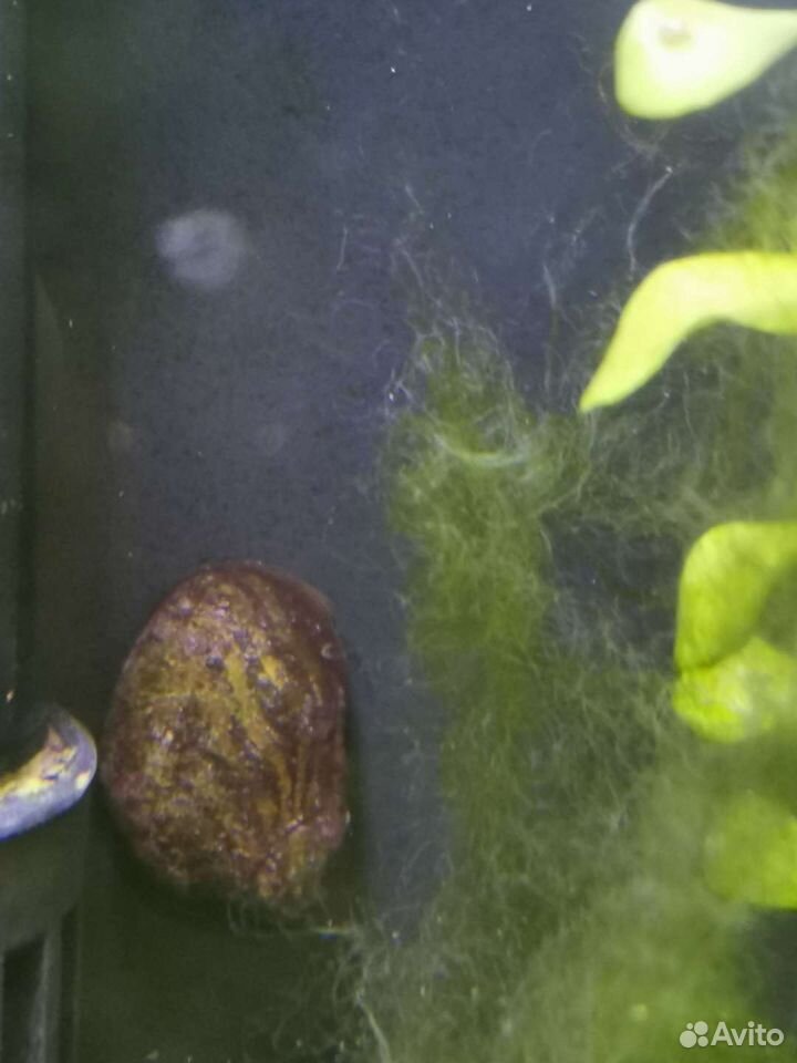 Отдам в хорошие руки улитку Неретину