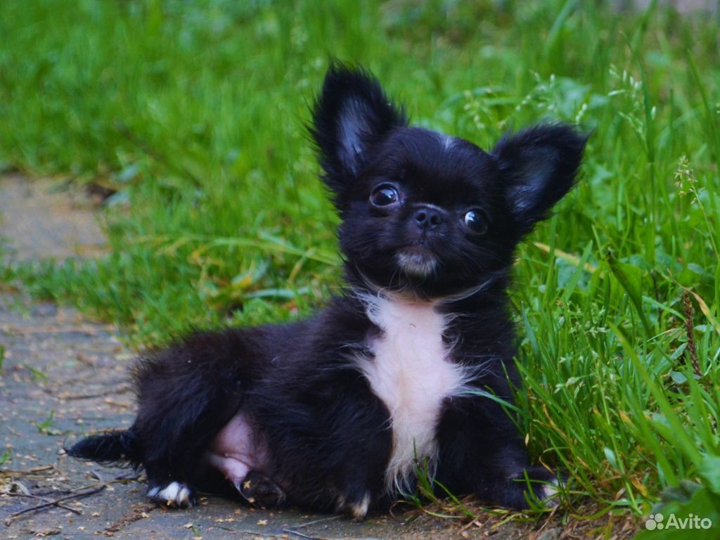 Классный пупс