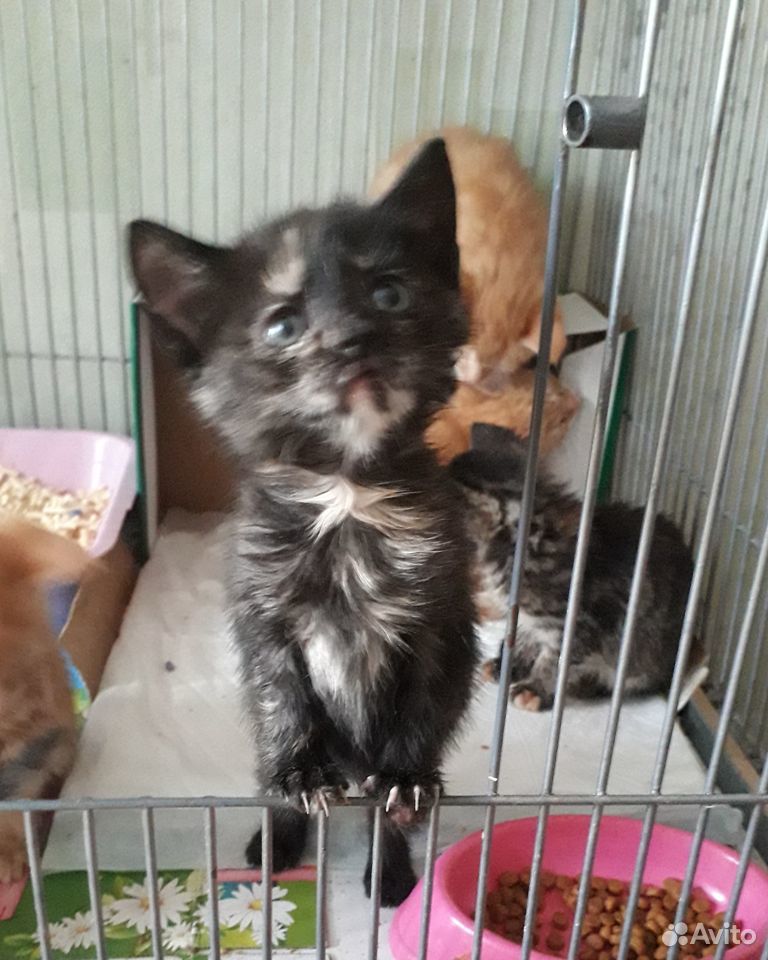 Черепашка,1 мес,ищет родителей