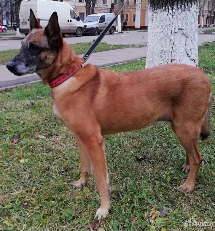 Бельгийская овчарка