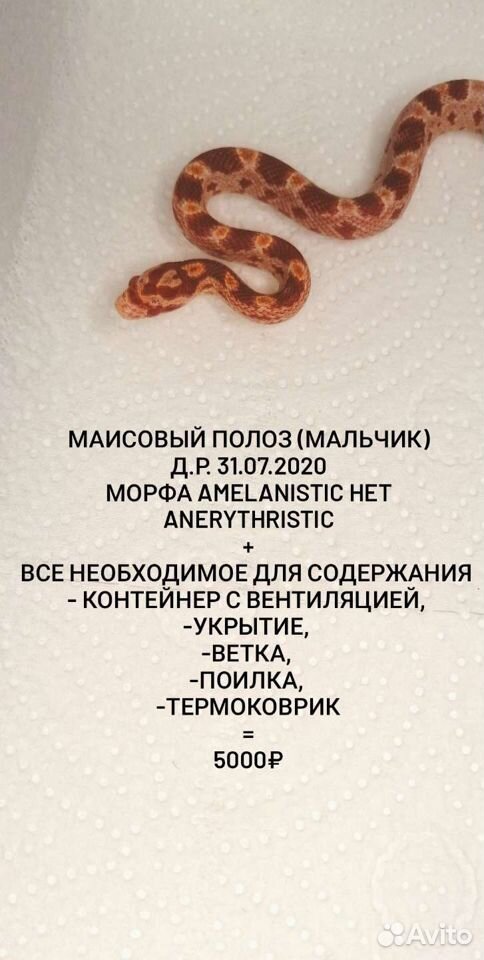 Маисовый полоз + все для содержания