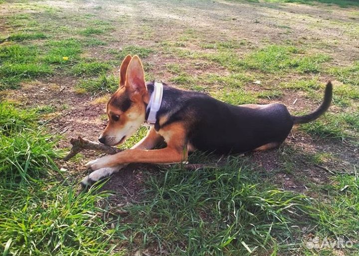 Отдам собаку