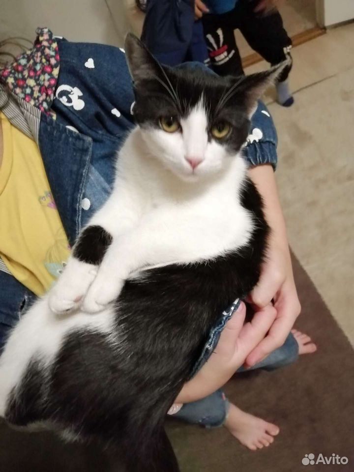 Отдам кошку мальчик хорошие руки отдаю с связи пер