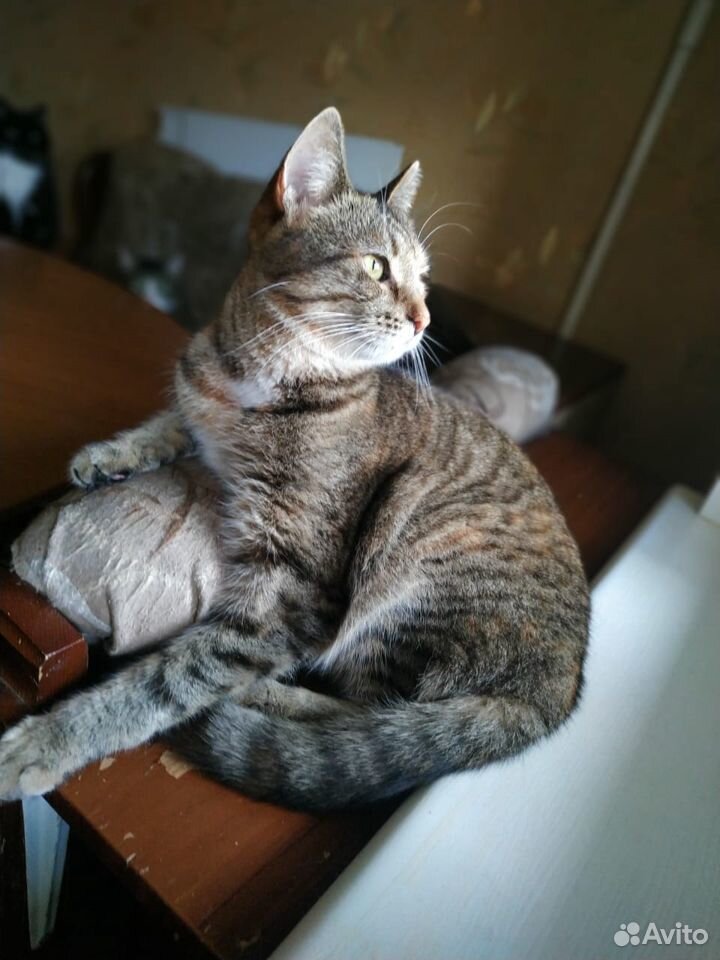 Кошка Ласка в дар
