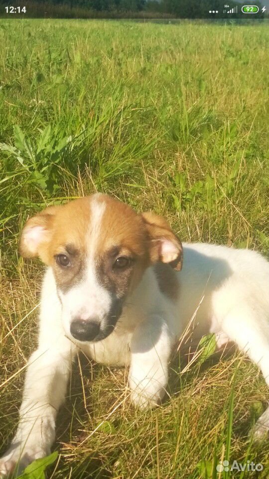 Рэмбо 2,5 месяца