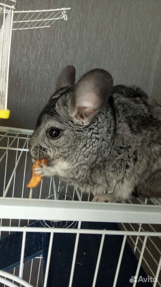 Шиншилла мальчик серый