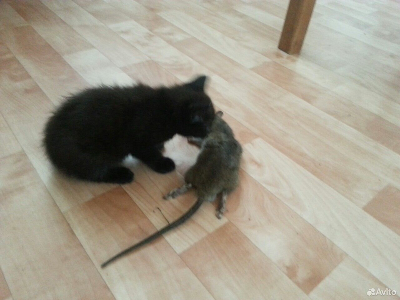 Девочка от крыселова, чисто черная, породистая