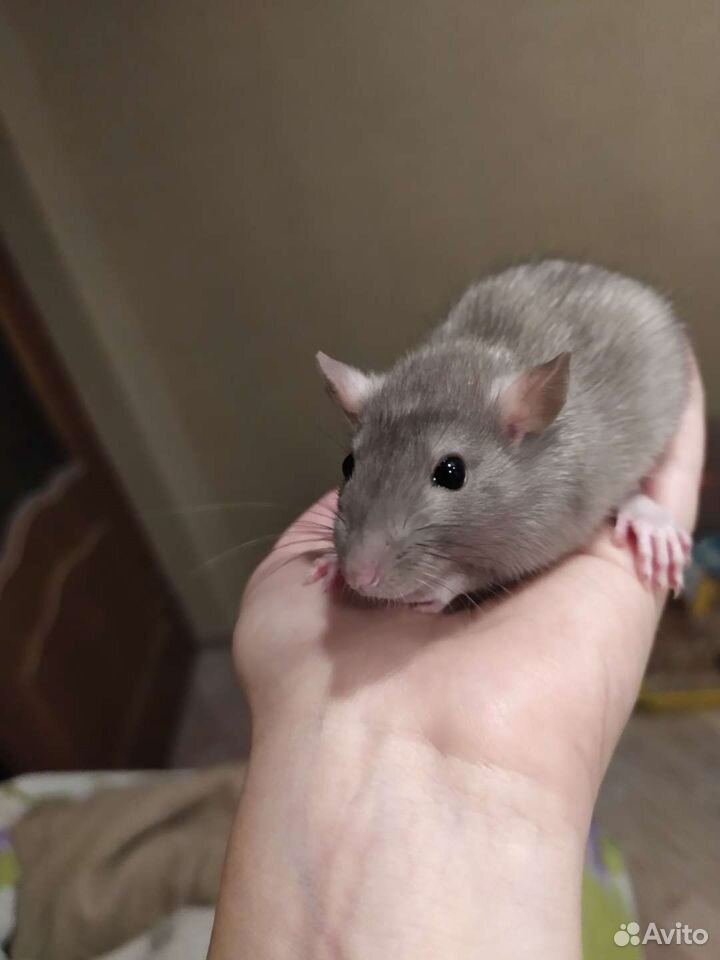 Крысёнок-девочка