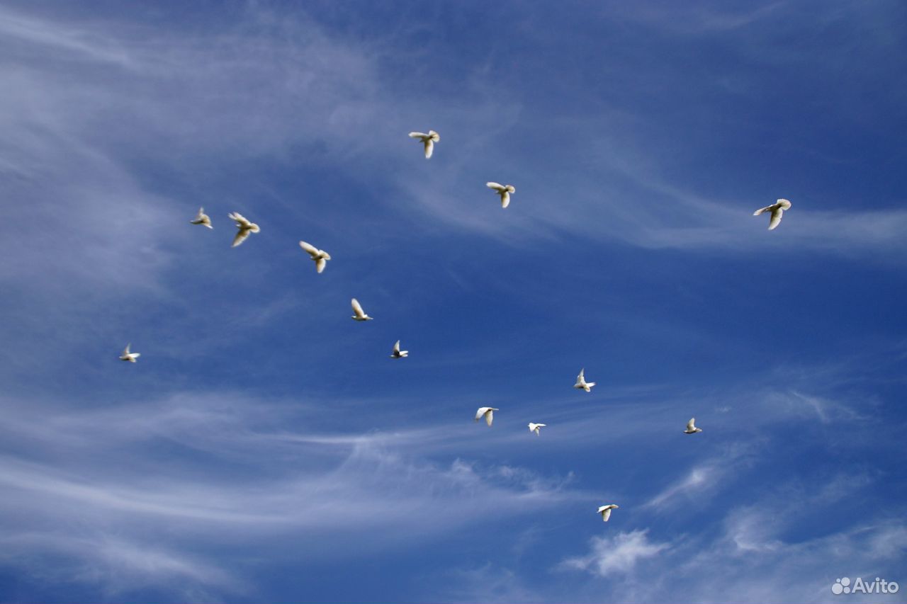 Ставропольские высоколетные