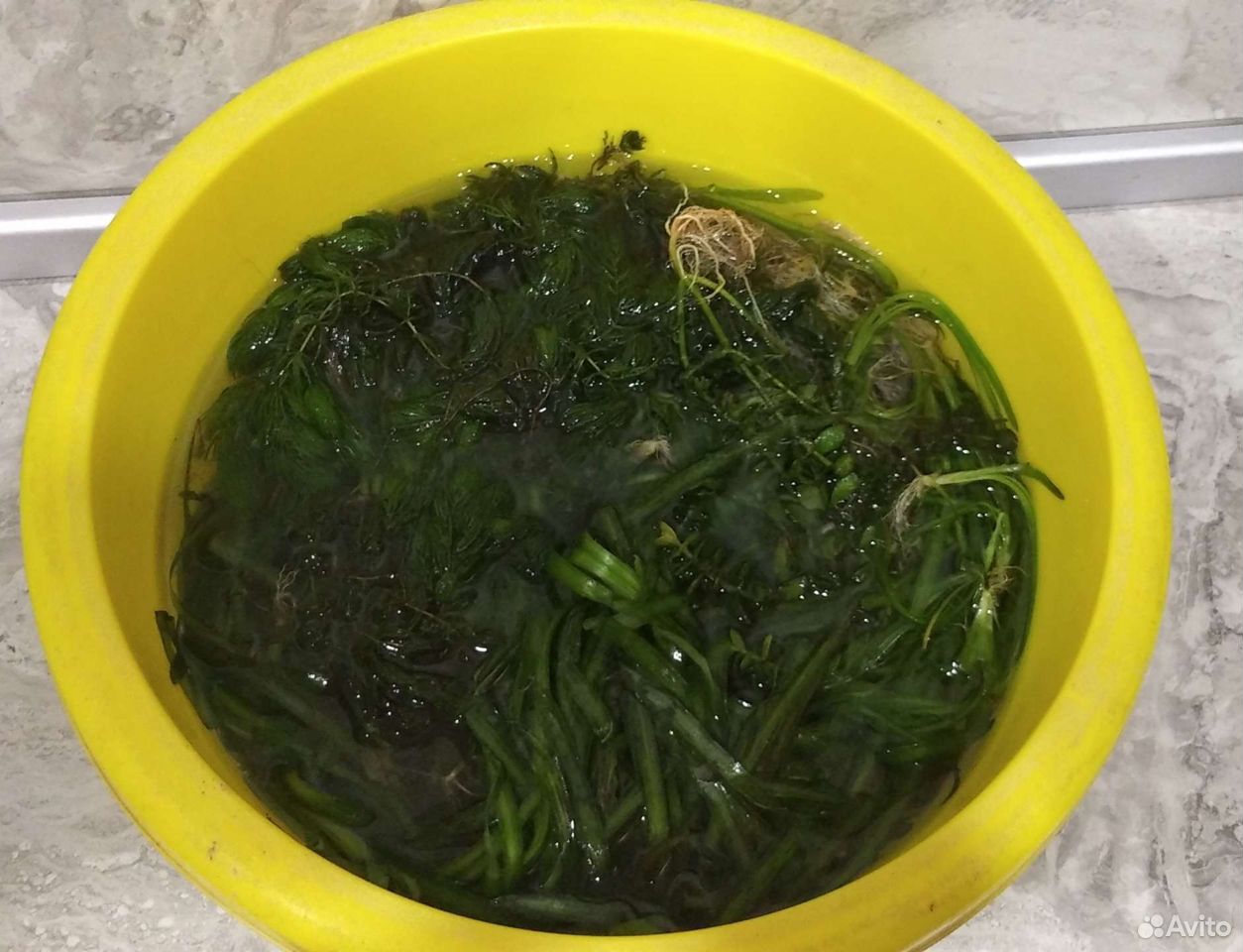 Водоросли аквариумные