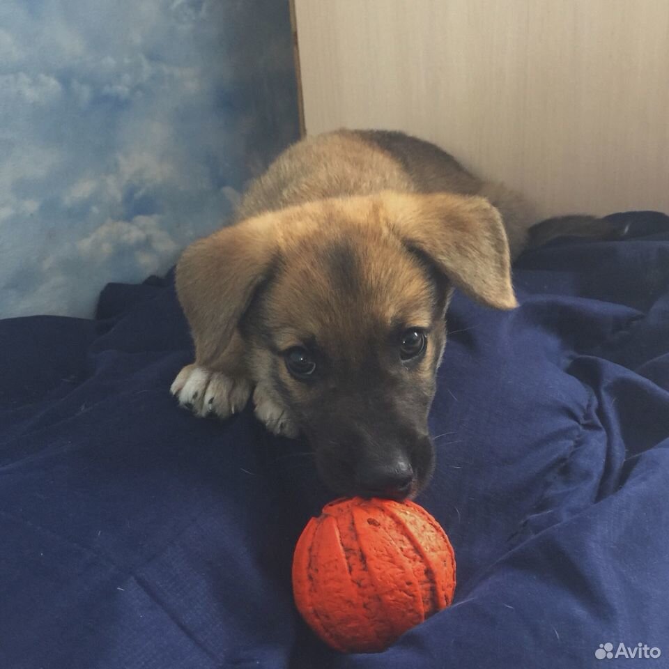 Щенок Рокки ищет дом