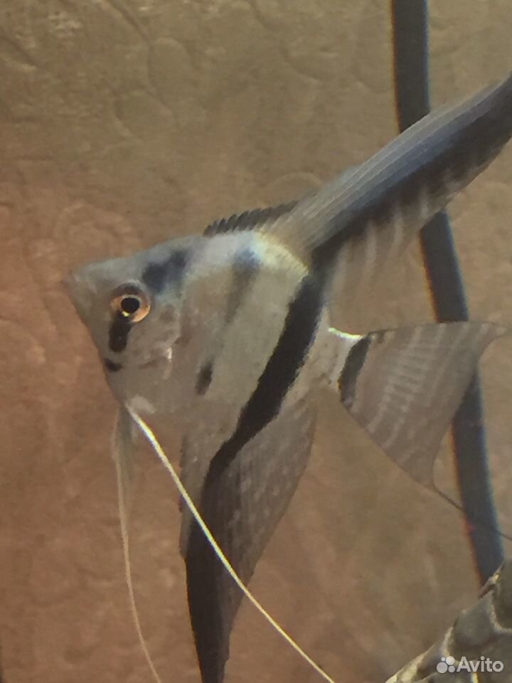 Склярии рыбки