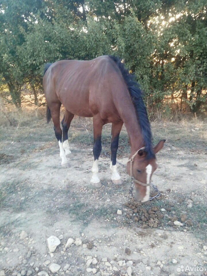 Жеребец производитель