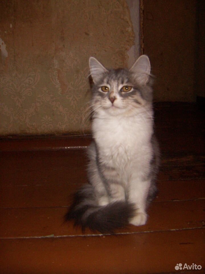 Кошечка Дымёныш-Домовёныш