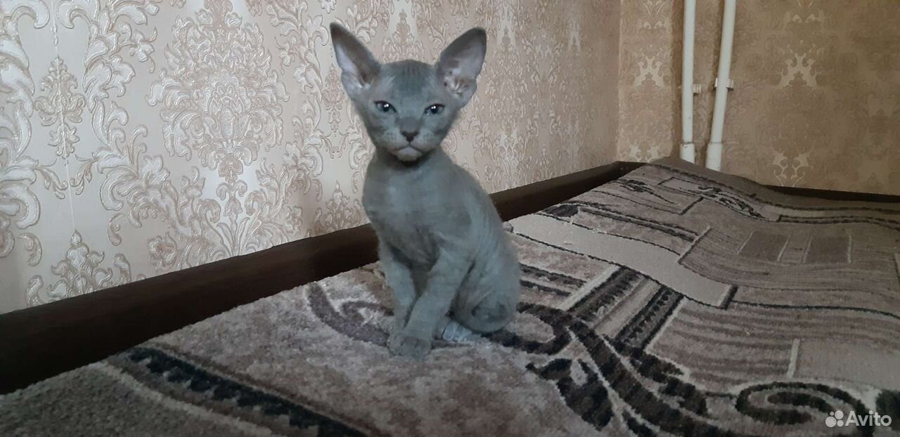 Котёнок Донской сфинкс
