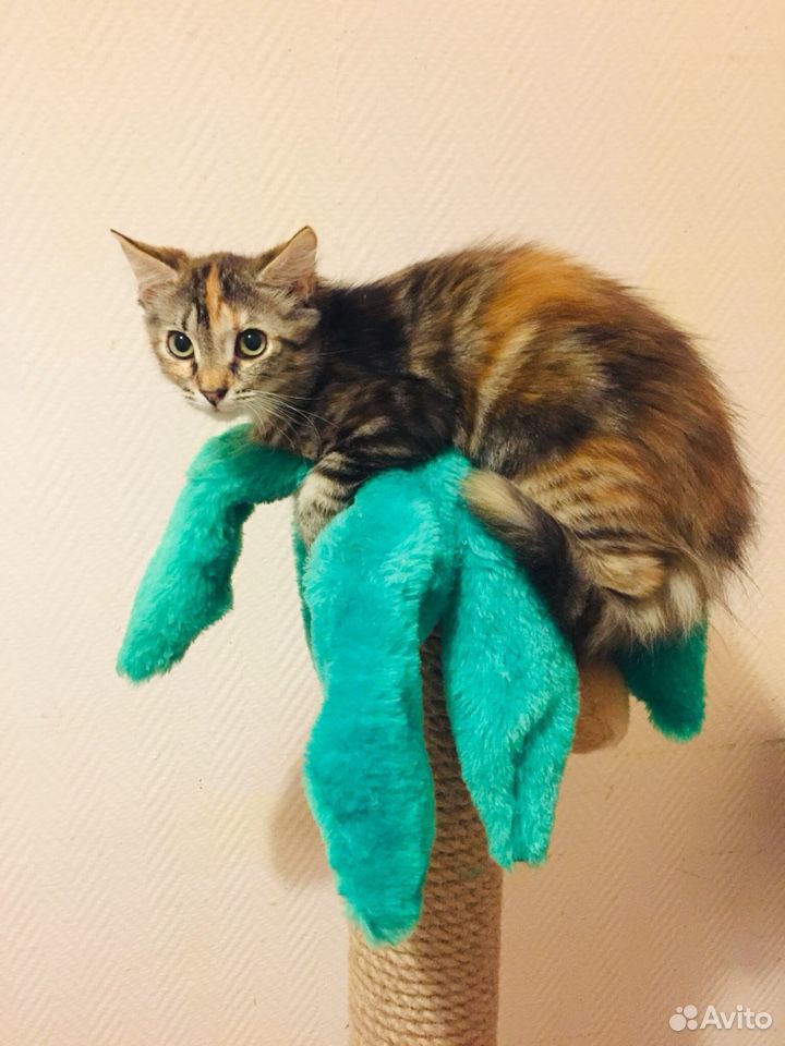 Девочка 5 мес