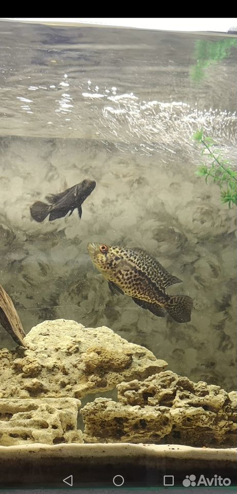 Цихлиды манагуанские, самки