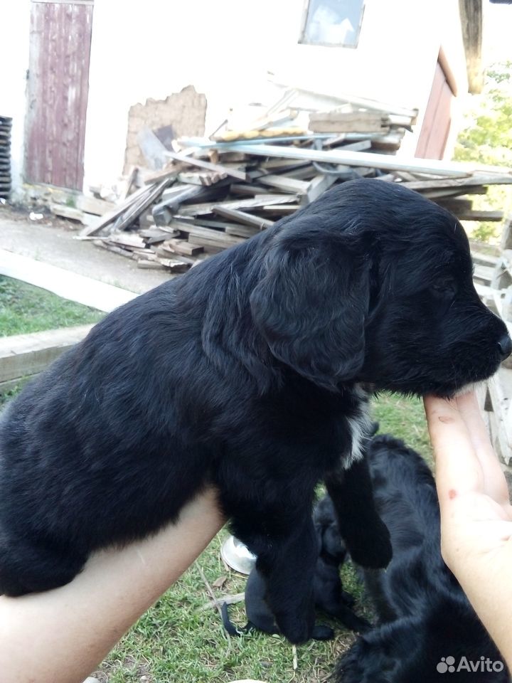 Щенок, мальчик русский спаниель