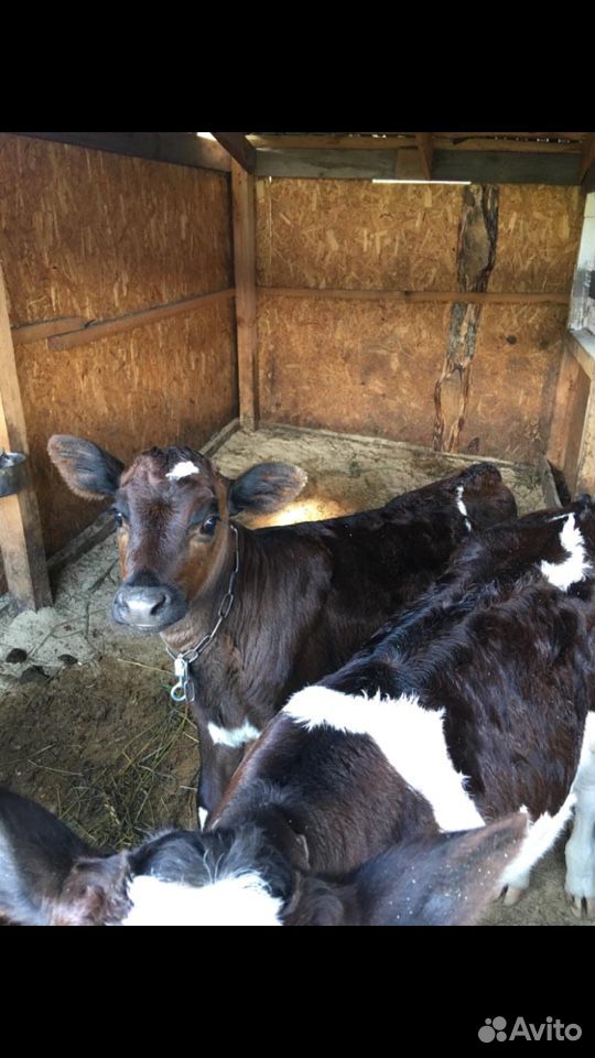 Телочка и бык