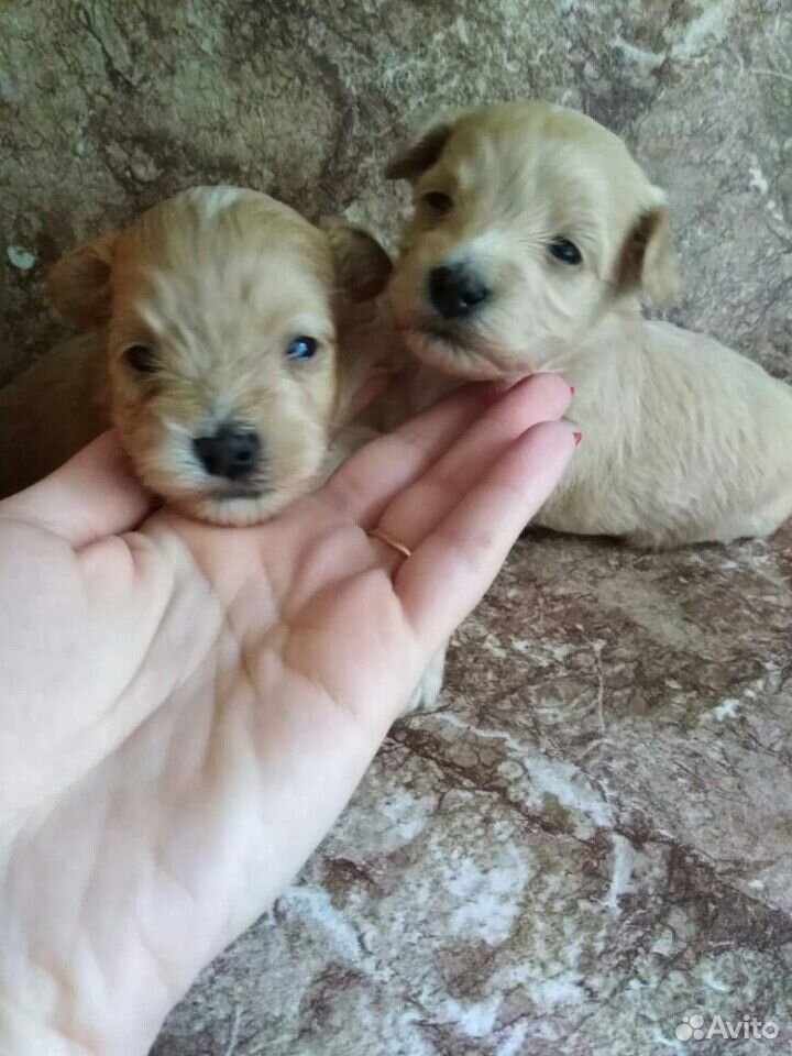 Мальтипу супер детки