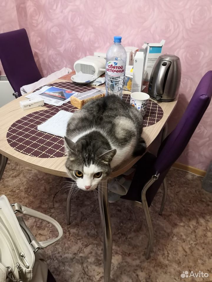 Отдам кошку в хорошие руки