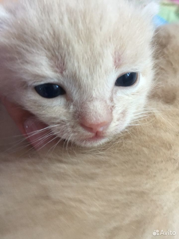 Котики