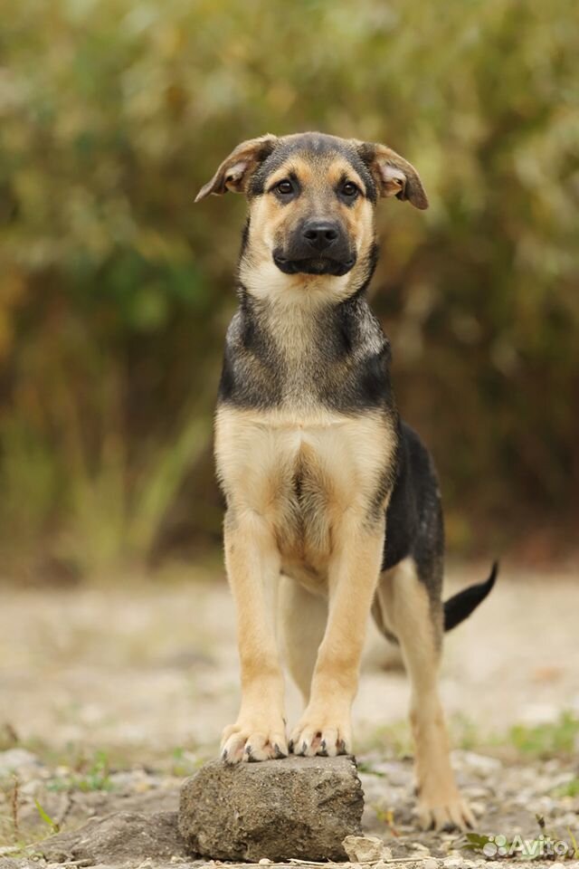 Щеночек-мальчик, метис-красавчик и умница