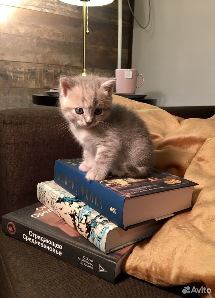 Котята от кошки-британки в добрые руки