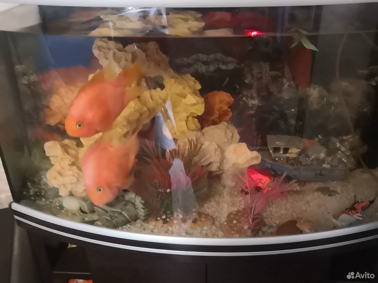 Аквариумные рыбки