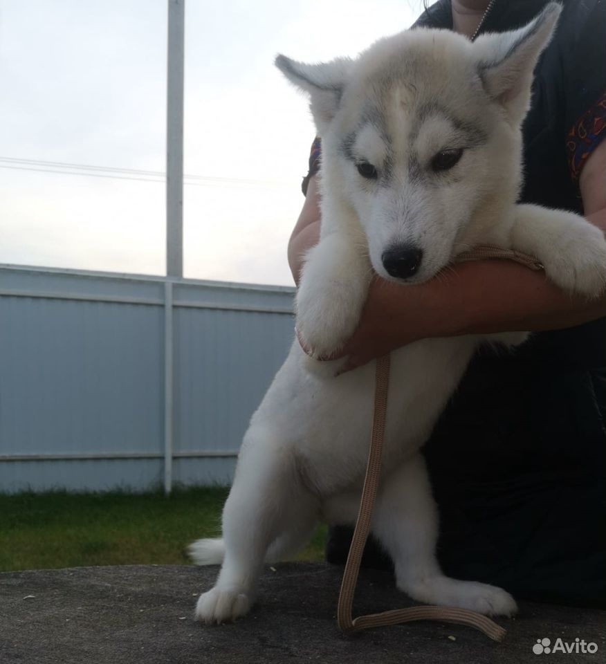 Сибирский хаски