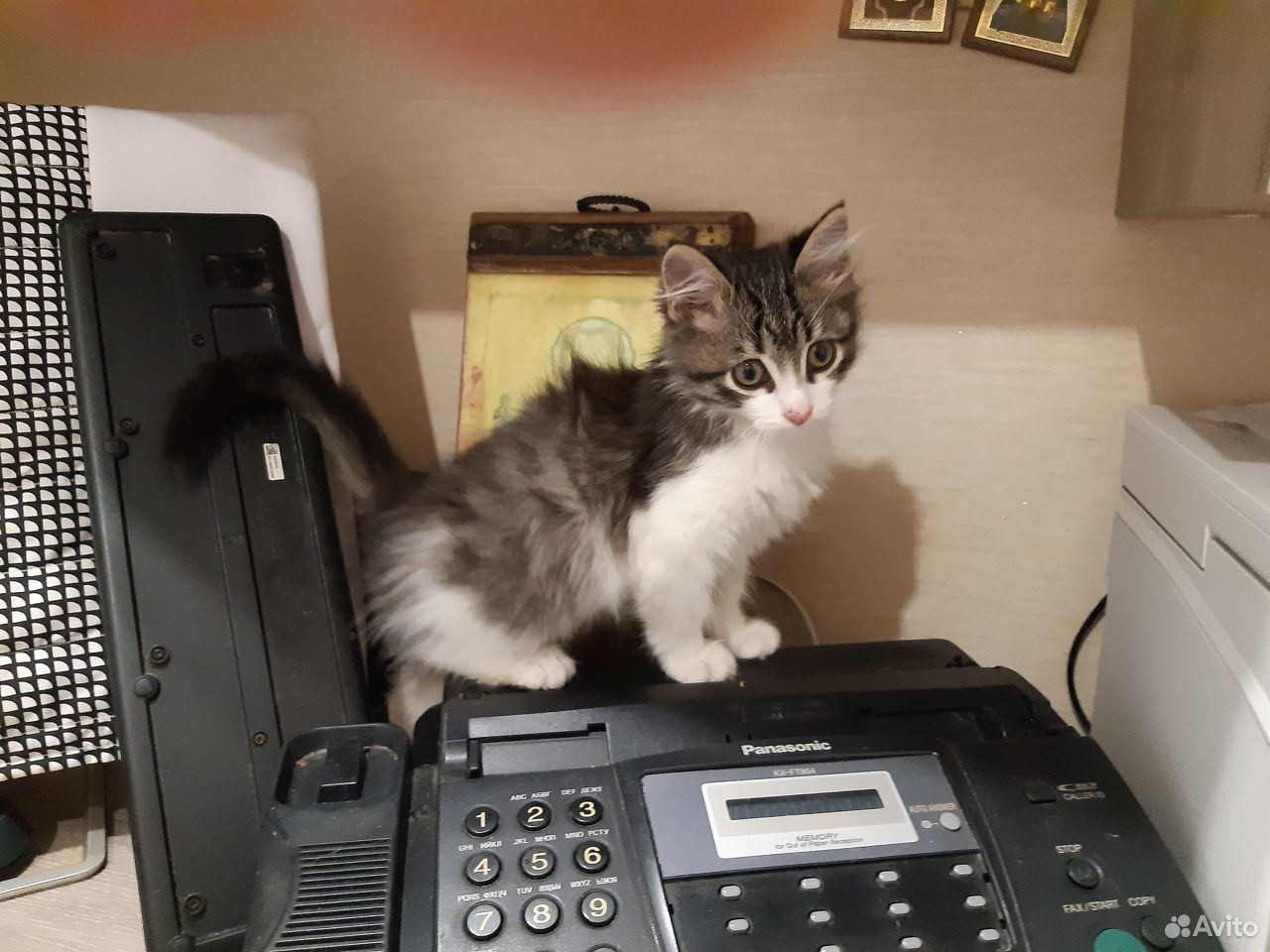 Очаровательный котенок Тимоша