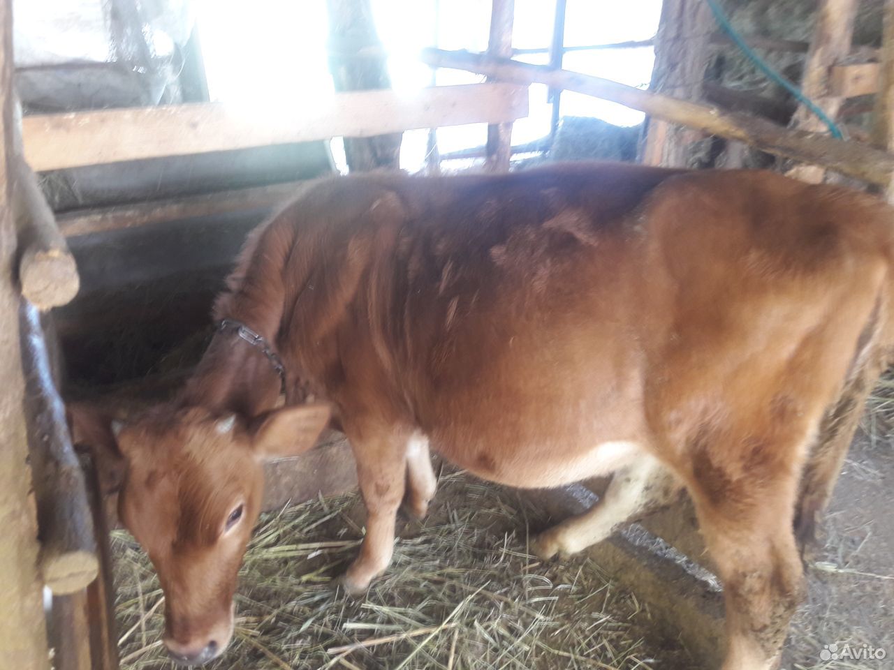 Продам тёлочек