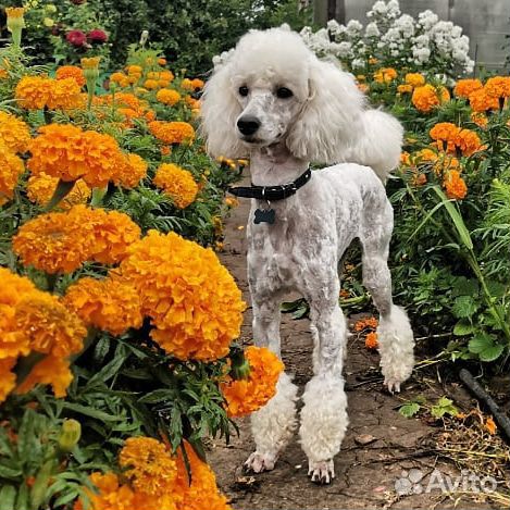 Пудель Вязка