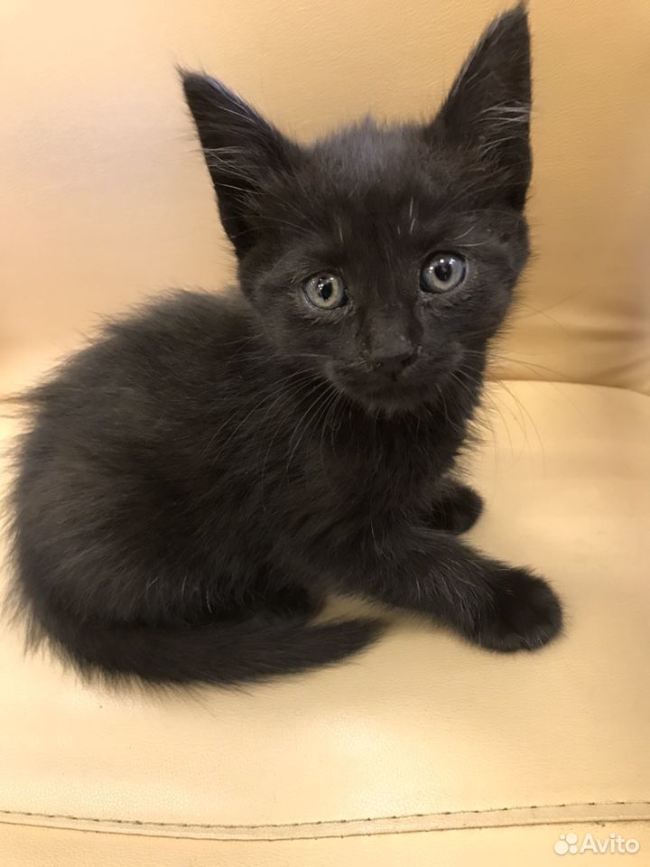 Дымчатый котенок (кошечка)